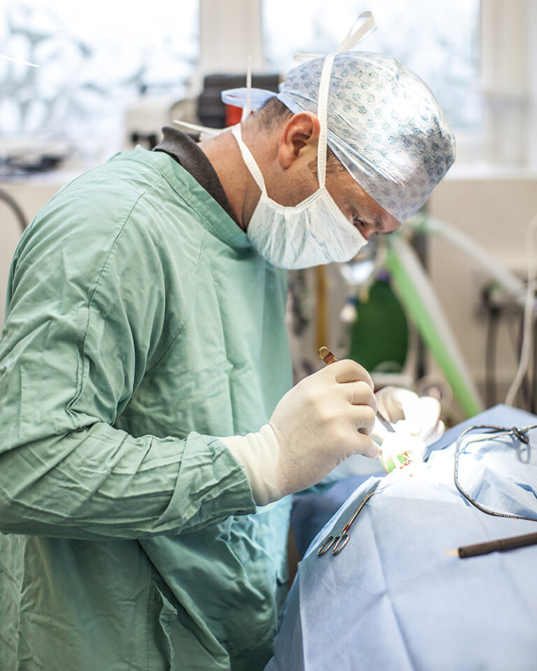 Veterinary Photography - www.neilmansfield.com